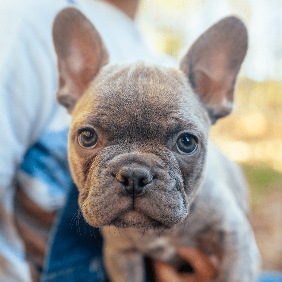 Available Frenchton Puppies for Sale - Crockett Pups