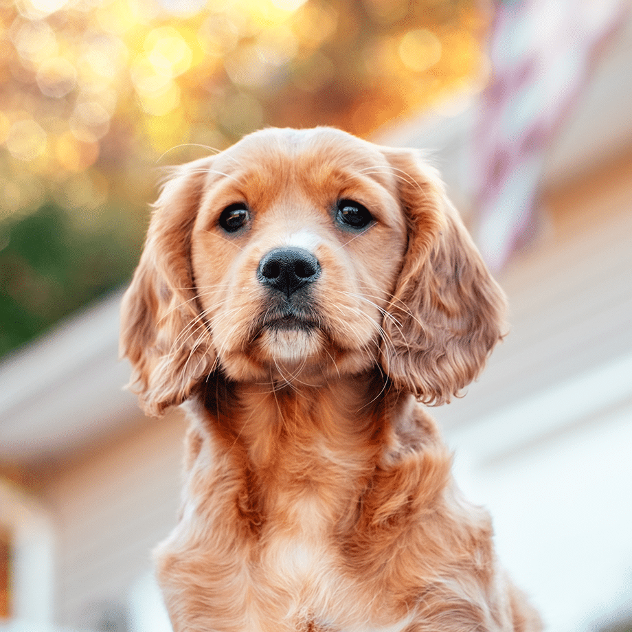 Mini Golden Retriever Puppies For Sale - Crockett Pups